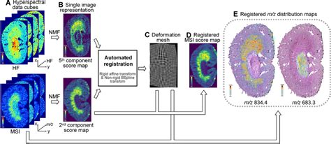 Multimodal Registration Between Hf And Msi Data A The Hyperspectral Download Scientific