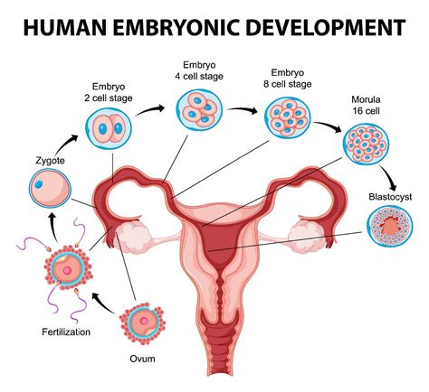Human Embryonic Development In Human Infographic 6093494 Vector Art At