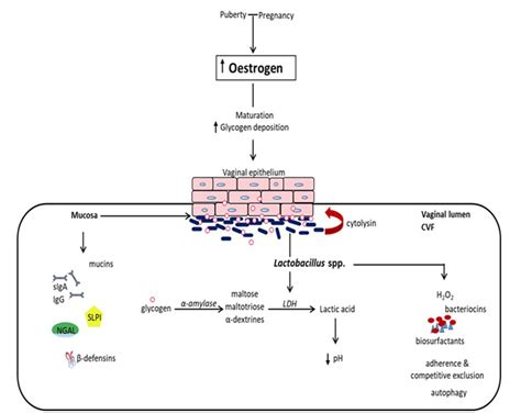 Girls Measure The Width Of The Vagina In Competitions With Self Drums Photos Sex Pics