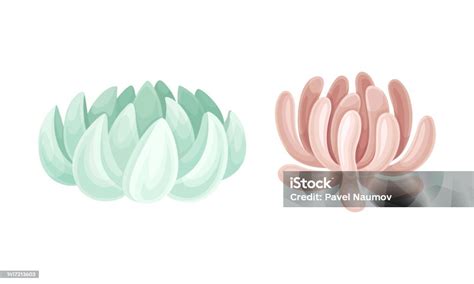 정원이나 집 장식을위한 상록 즙이 많은 식물 자연 녹지 벡터 일러스트 레이 션 0명에 대한 스톡 벡터 아트 및 기타 이미지 0명 귀여운 꽃 식물 Istock