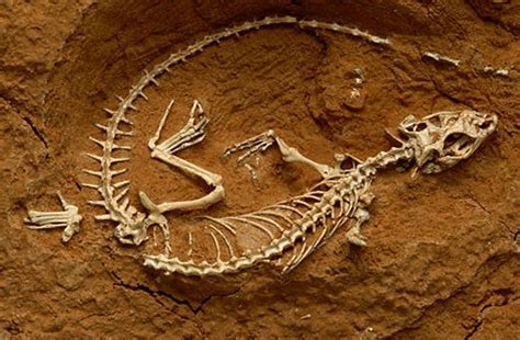 Paleontology By Roger J Wendell WbØjnr Wb0jnr