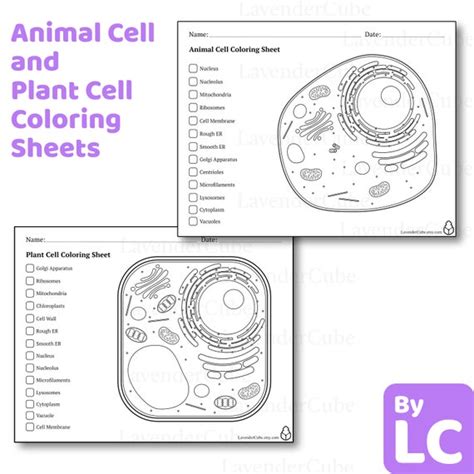 Animal Cell Coloring Pages 2025