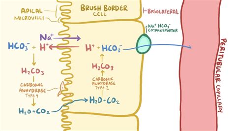 Renal Buffer System