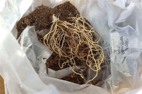 Planting Hosta Bulbs In Spring How To Plant Bare Root Hostas Garden For Indoor
