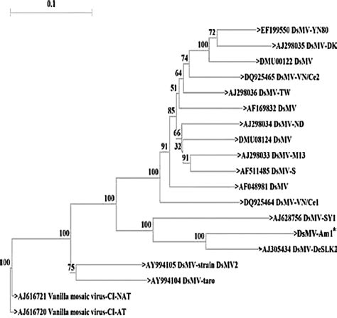 Phylogenetic Tree Illustrating Similarity Among Different Isolates Of