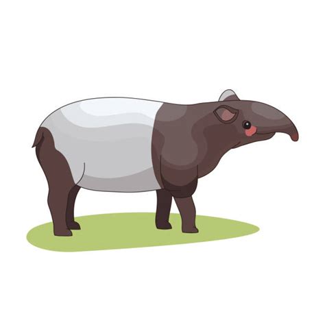 1000 Tapir Stock Illustrations Royalty Free Vector Graphics And Clip Art Istock