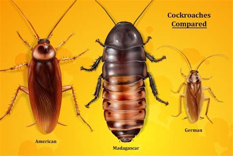 What Is The Difference Between Male And Female Cockroach At Dean Hobbs Blog