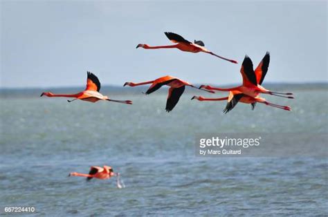 Bird Flock Annotation Roboflow Universe