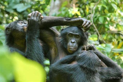 Great Apes Abilities Misunderstood In Decades Of Research By Human Hubris