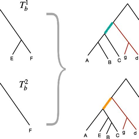 updates need for the tree completion algorithm t 1 b and t 2 b are