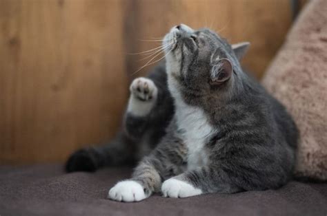 Penyakit Ringworm Pada Kucing Pengertian Penyebab Dan Gejalanya Bobo