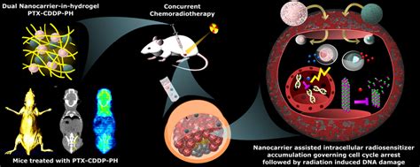 Pdf Particle In Gel For Radiosensitization And Chemosensitization Of Head And Neck Oral Cancer