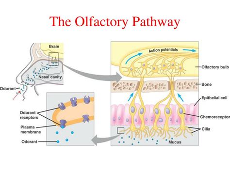 Neuron Pathways