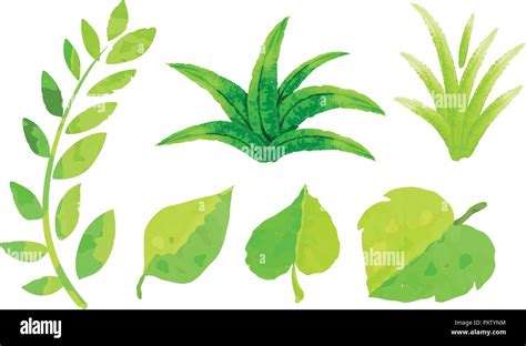 Different Types Of Green Leaves In Watercolor Painting Illustration Stock Vector Image Art Alamy
