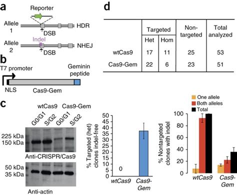 Simultaneous Reprogramming And Gene Editing Of Human Fibroblasts Nature Protocols