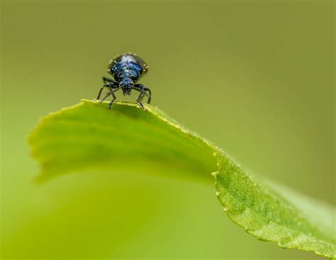 Alder Leaf Beetle Free Photo On Pixabay Pixabay