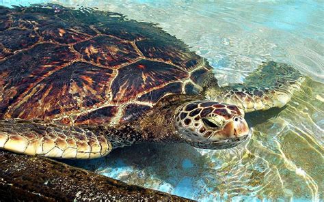 What Do We Know About Loggerhead Turtles Hermanus Online Travel Magazine