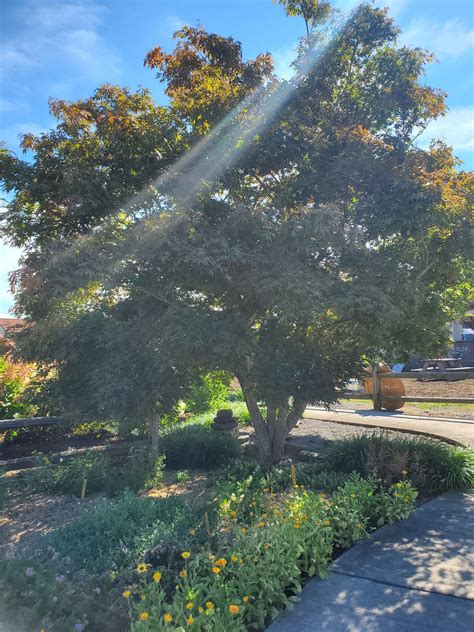 Girdling Tree Roots Gardening In Pearls