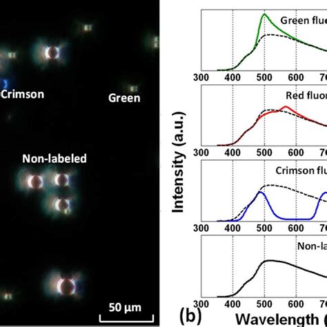 A Wavelength Spectra Of Stained And Nonstained AGS Cells Inset Download Scientific Diagram