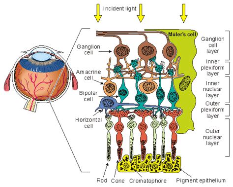 Bipolar Neuron Eye