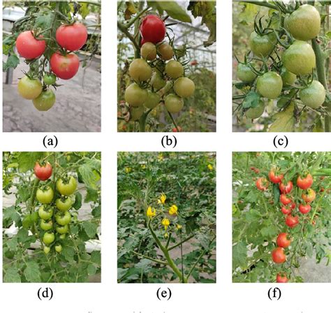 Figure 1 From Lightweight Detection Method For Real Time Monitoring Tomato Growth Based On