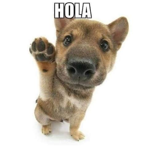 Divertida Foto De Un Perro Diciendo Hola Anarquismo Imagenes