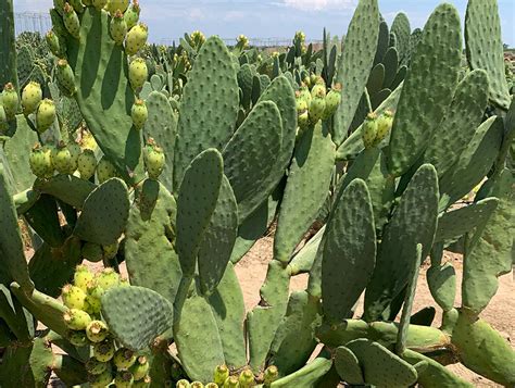 University Of Nevada Reno Research Focuses On Use Of Cactus Pear In Biofuel Production