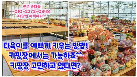 다육이를 예쁘게 키우는 방법 키핑장에서는 자신있죠 ㅎ 키핑장 고민하고 있다면 Youtube