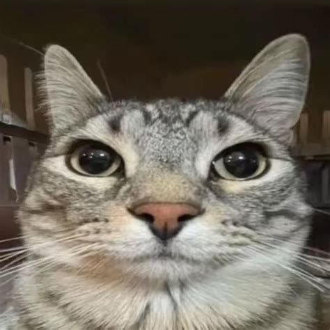 Lorelius Logglefart Tiktokta In 2025 Cat Memes Funny Cats Watermelon Cat