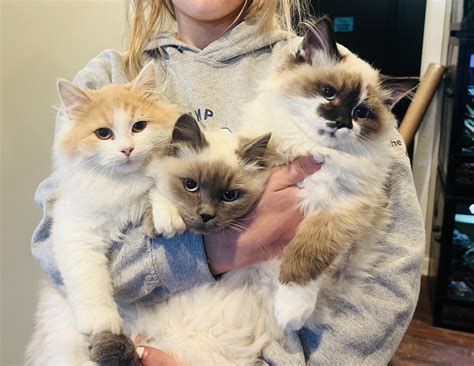 Siberian Kittens Apsley