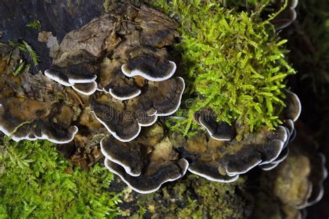 Bjerkandera Adusta Commonly Known As The Smoky Polypore Or Smoky