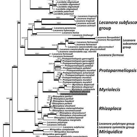 maximum likelihood ml phylogeny of lecanoraceae inferred from the