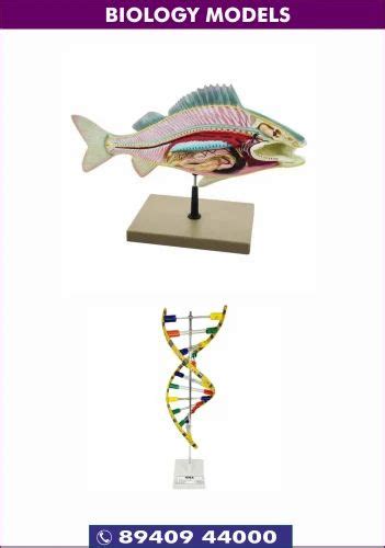 Biology Models Sf000715 At ₹ 1000 Biological Models In Coimbatore Id 2854909926588