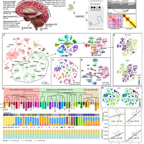 Epigenomic Profiling Of Human Brain Cells With Snmc Seq3 And Snm3c Seq