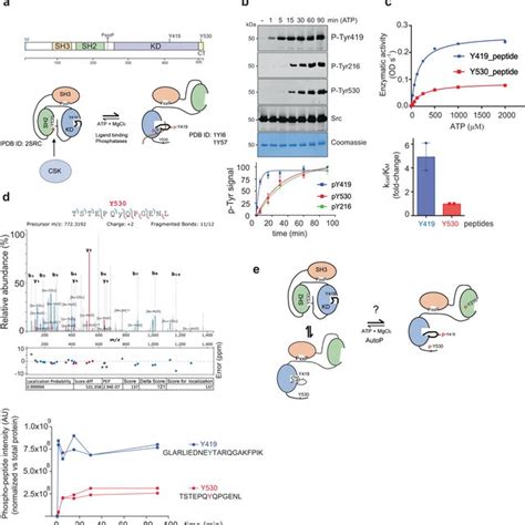 Dissecting Cis Versus Trans Components For C Src Autophosphorylation A