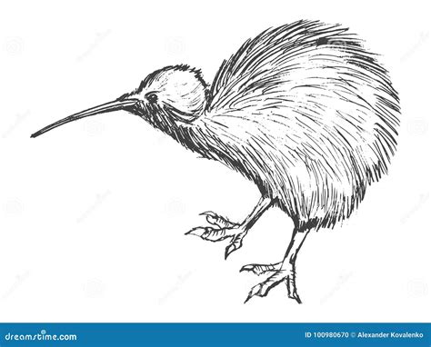 Kiwi Bird Drawing
