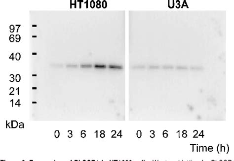 Phospholipid Scramblase Activity Semantic Scholar