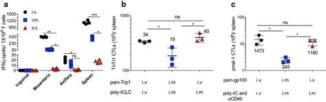 Systemic Vaccine Induces Apc T Cell Interactions At Various Sites A Download Scientific