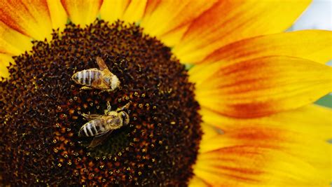 1360x768 Resolution Sunflowers Bees Pollination Desktop Laptop Hd