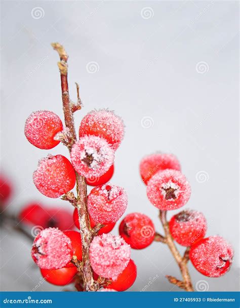 Berries In Winter Cotoneaster Stock Image Image Of Frosty Frozen