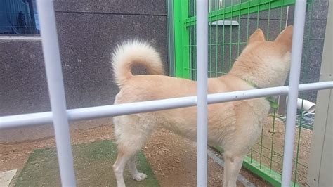 출근 길에 견사 옆으로 들어가서 공장 진돗개를 만났다 L 매일 아침 저 자세로 나를 기다리고 있었던 거였니 ㅣ 기다리는 옆모습이 왠지 짠해 보여~ Youtube