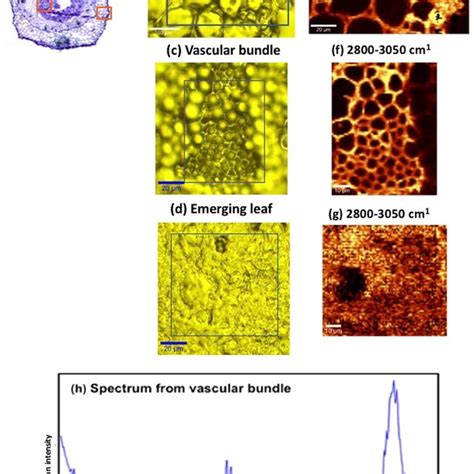 Energy Level Diagram Of Hcn A And The Hcn Water Complex B Download Scientific Diagram