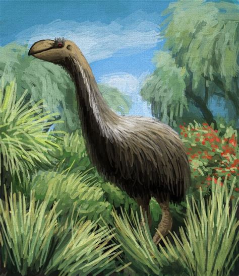 Stirtons Thunderbird Dromornis Stirtoni Is One Of The Largest Flightless Birds To Ever Exist