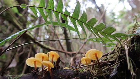 Reserva de biósfera de Oxapampa rumbo a la sostenibilidad Conservamos por Naturaleza