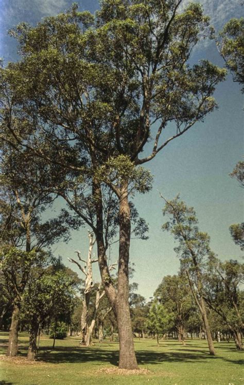 Eucalyptus Robusta Australian Plants Society