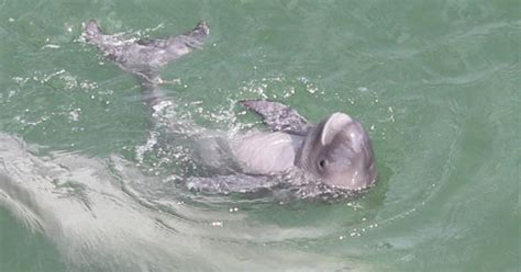 한려해상국립공원 사천 초양도 상괭이 지켜 주세요