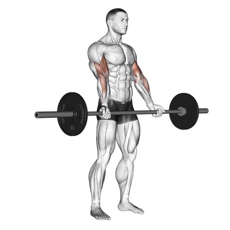 Curl à La Barre Comment Muscler Ses Biceps Avec Le Curl Barre