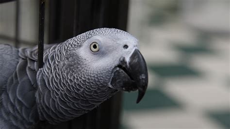 Gray Parrots