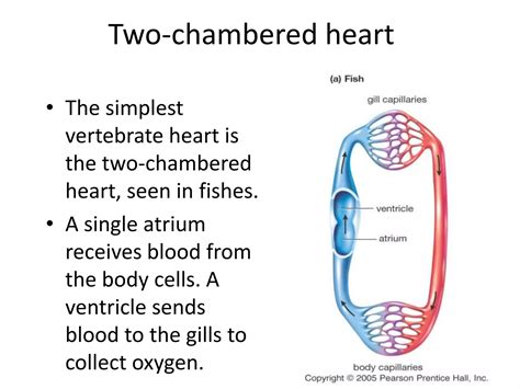 Blood Circulatory Sytem Ppt