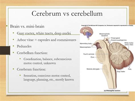 General Nervous System Anatomy Ppt Download General Nervous System Anatomy Ppt Download